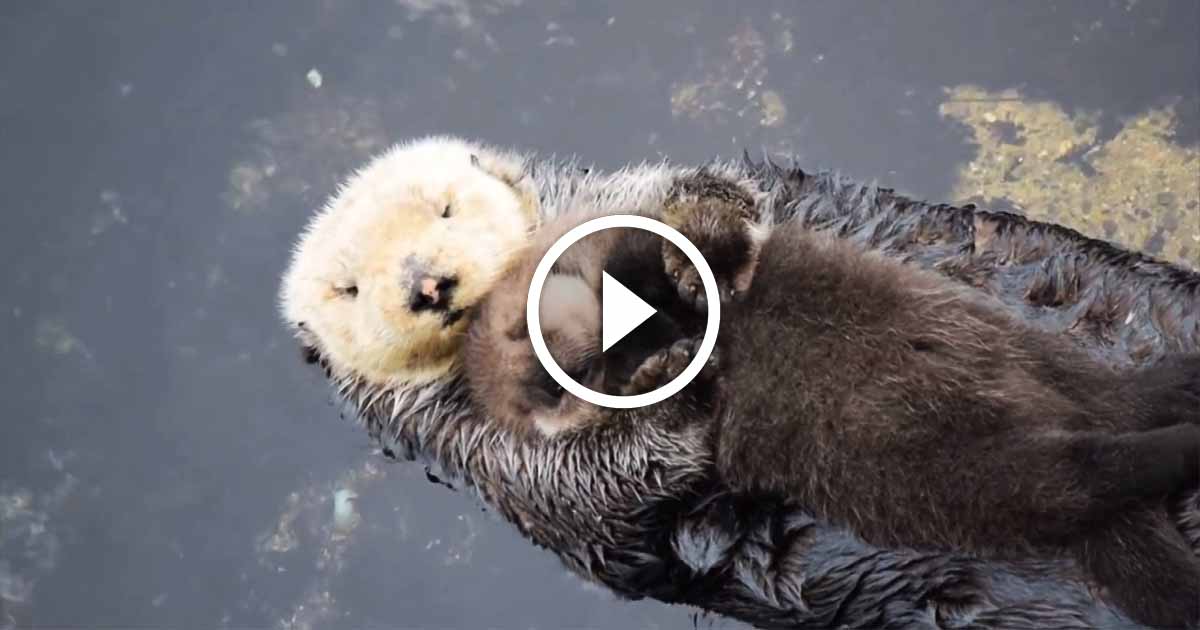 Mama Otter Gives Birth For Her First Time Amazingpandph